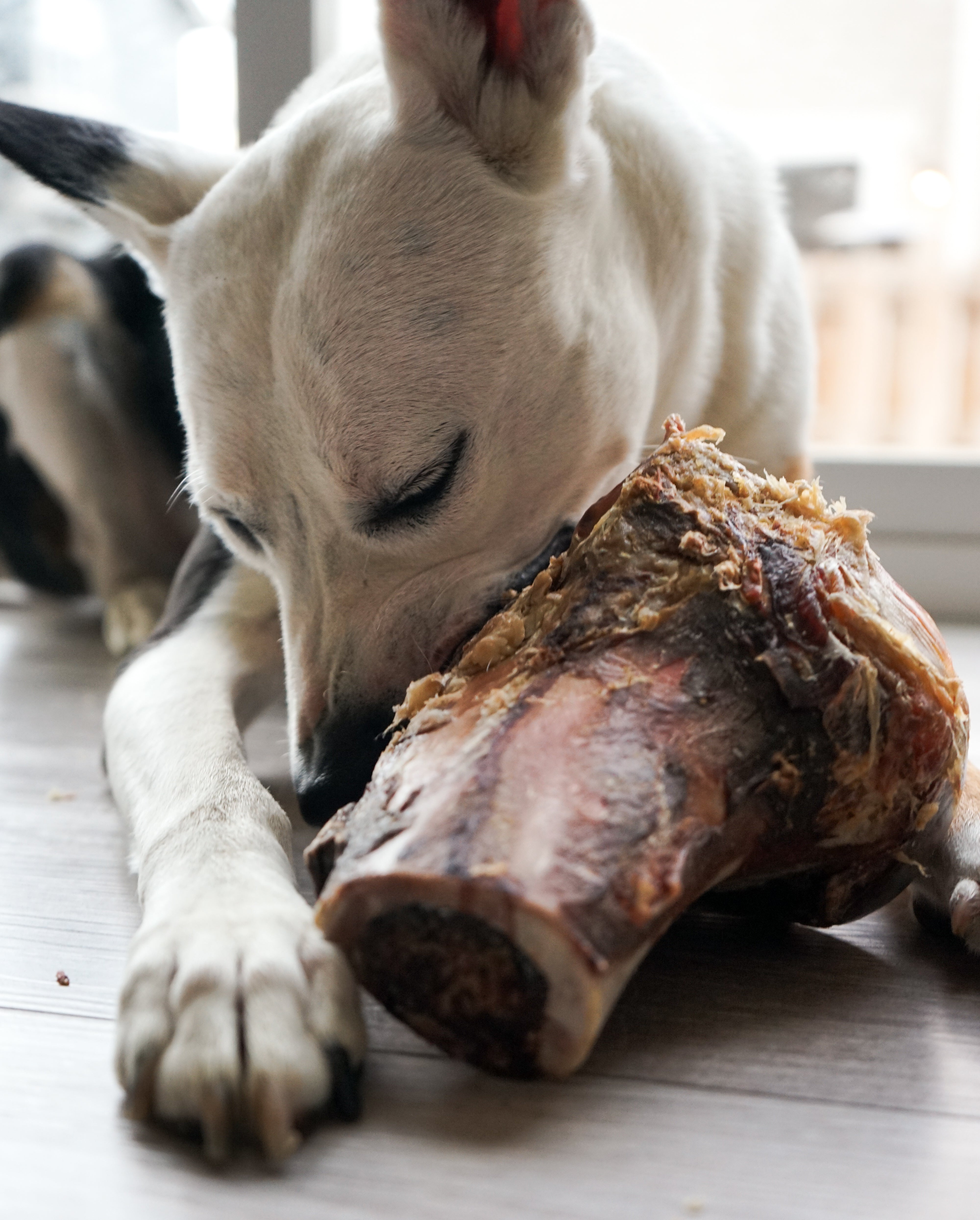 Dehydrated Chews – Native Raw Eats